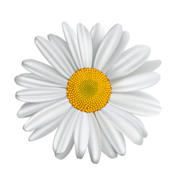 Daisy Graphics – P.E.O. International